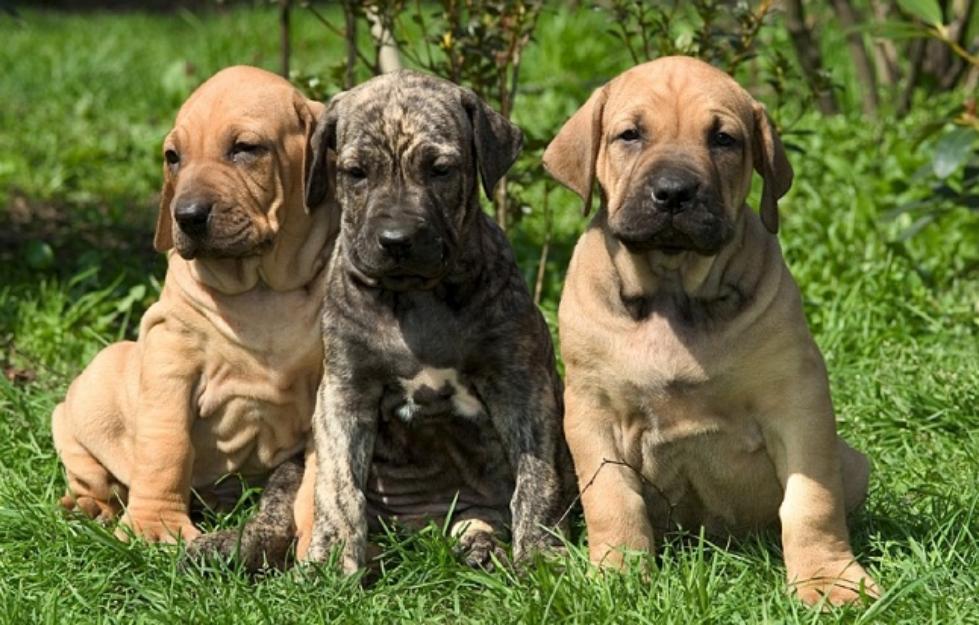 Fila brasileño | WIKI PERROS