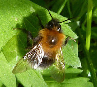 Insects of Scotland: Bees/Wasps/Ichneumons/Sawflies/Ants