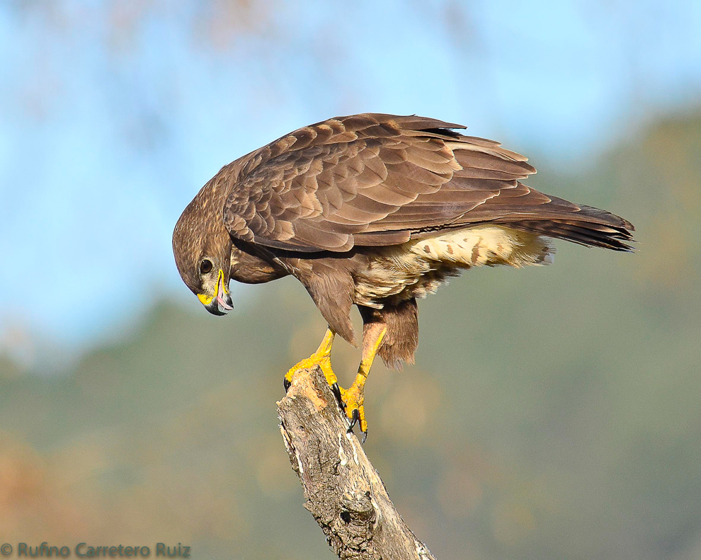 PLUMASYDEMAS: EL RATONERO