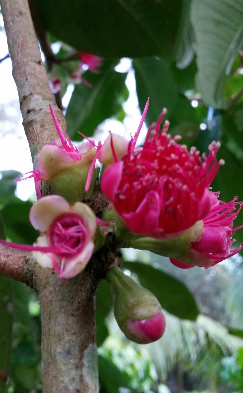 Warisan Petani: Jambu Oh Jambu