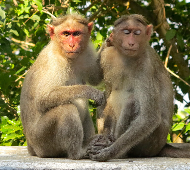 Waymarks on a Journey: Blinking monkey