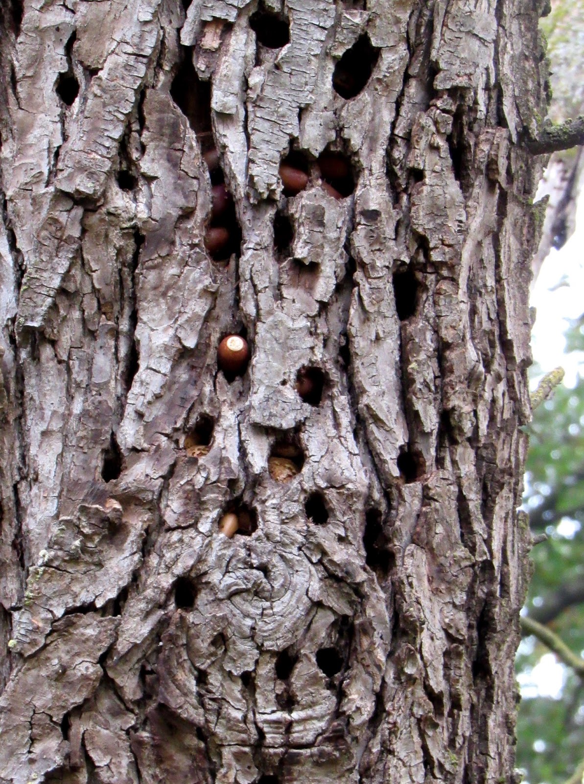 Acorn Woodpeckers & Granary Trees