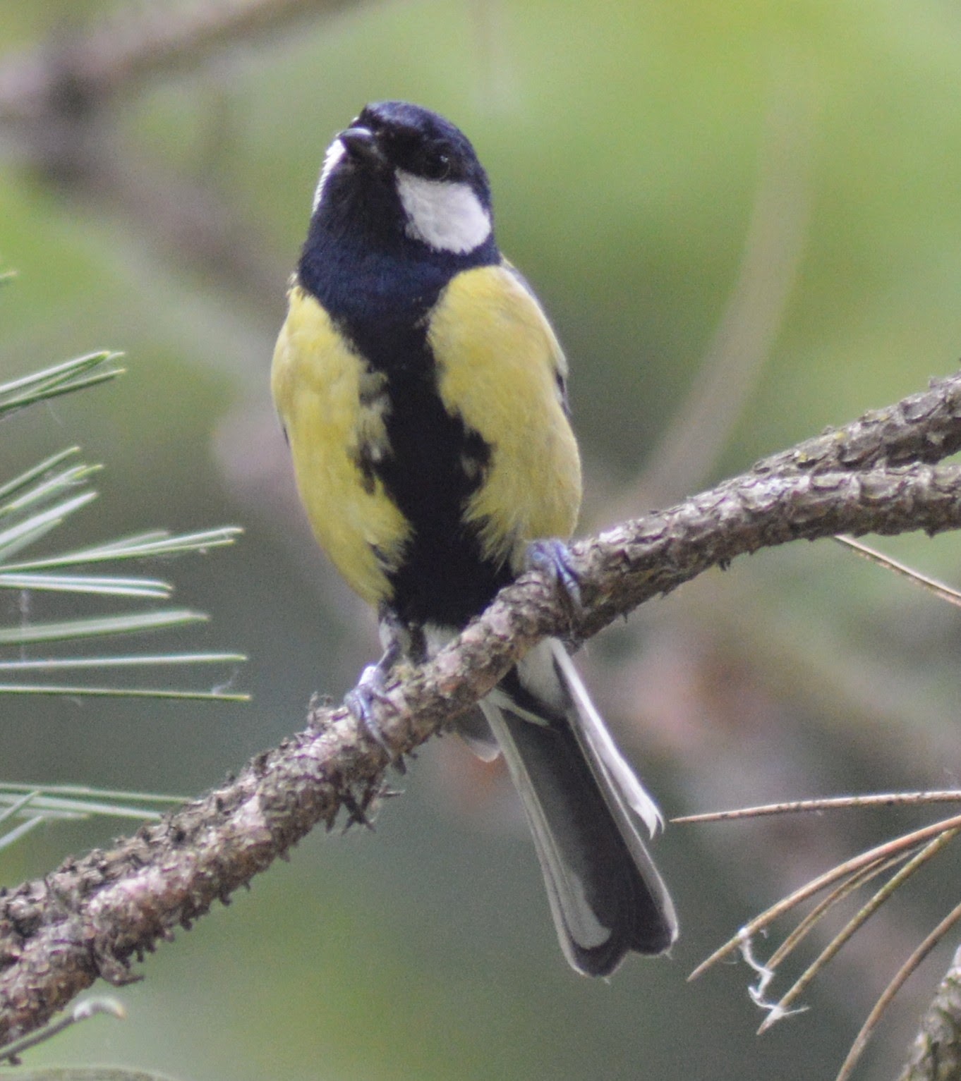 Mini Ornitho: Mésanges de France
