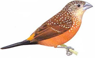 Mengenal Burung Pipit (Bondol) dan Macam-macam Jenisnya | 1001 Catatan ...