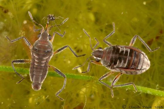 INSECTOS DE P.R. In Memoriam Dr Luis F Martorell y Dr Alain Liogier ,DR ...