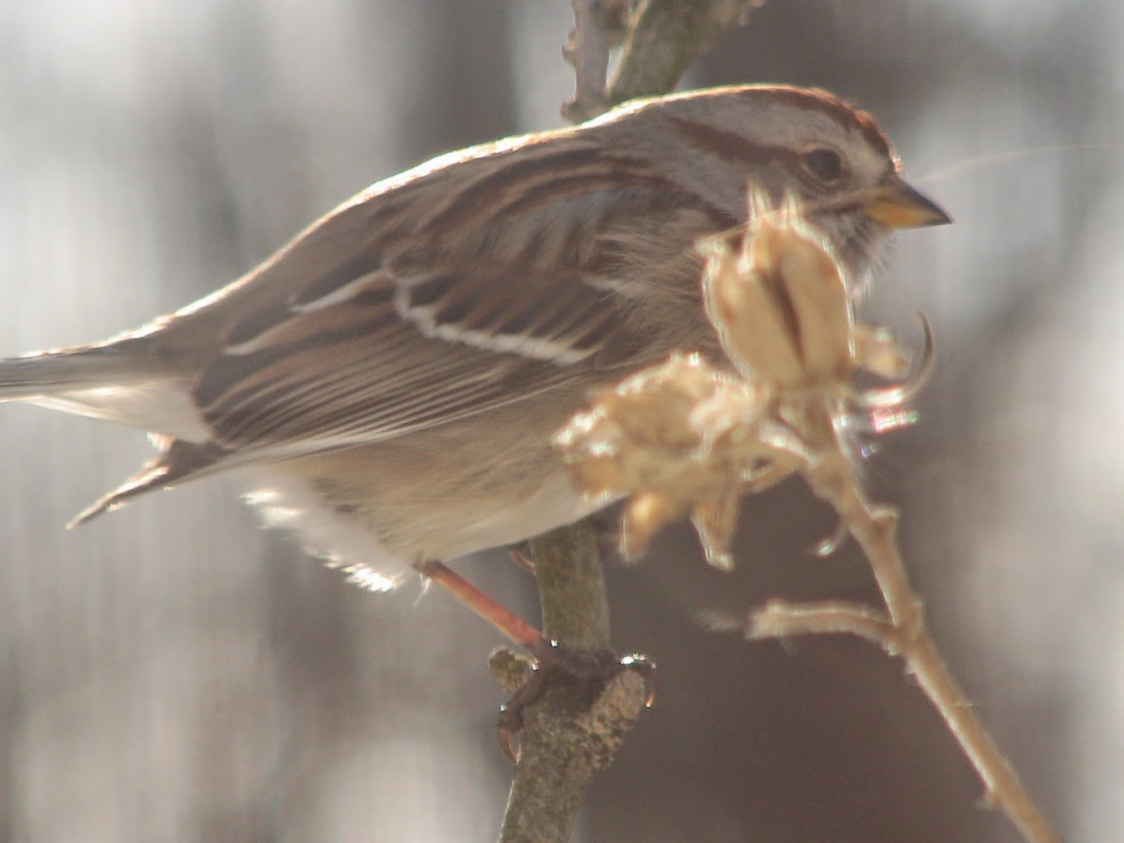 South Burlington birds: American Tree Sparrow photos | Litter with a ...