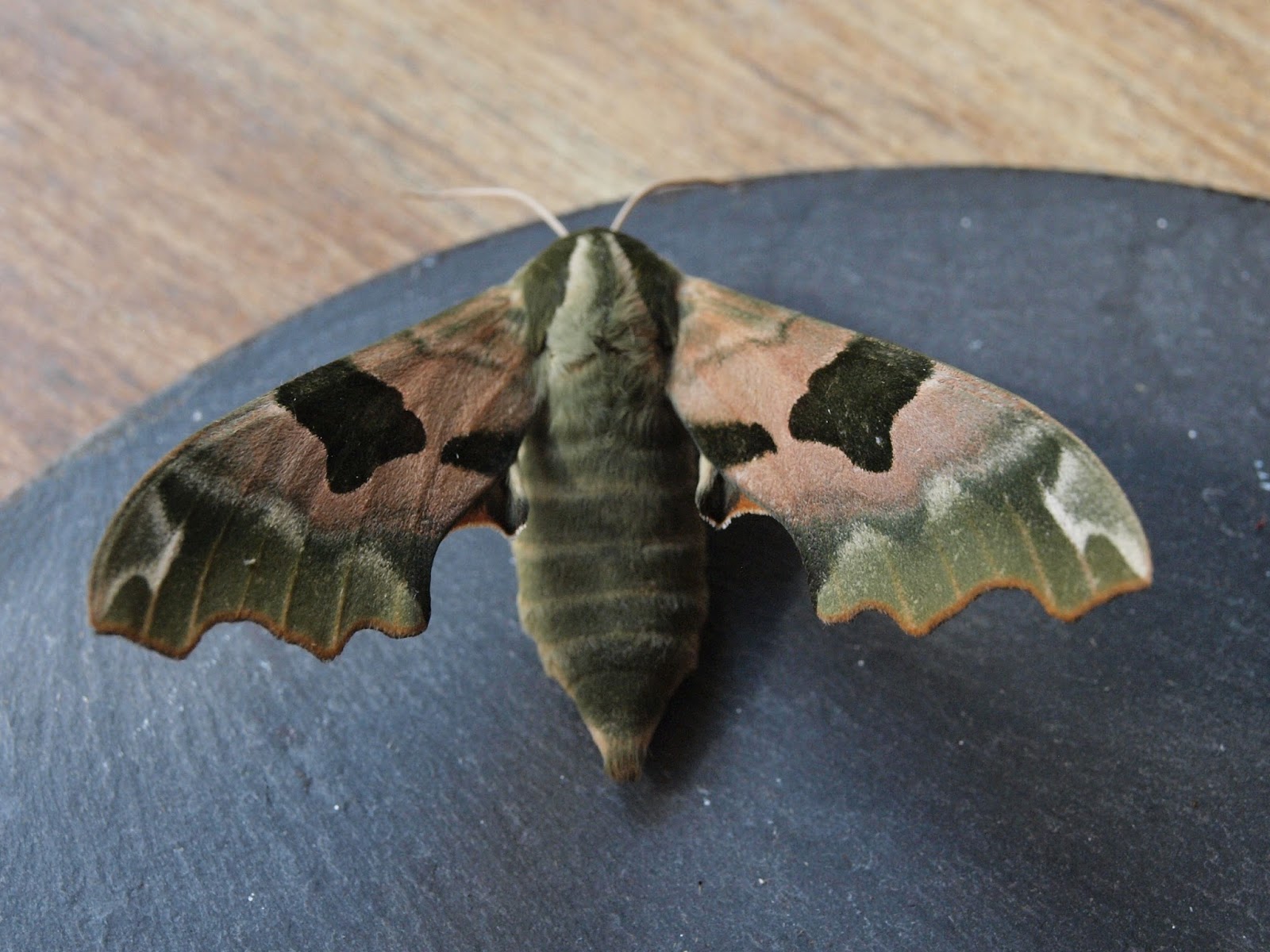 A YEAR IN THE LIFE OF MY WILDLIFE GARDEN: Lime Hawk-moth