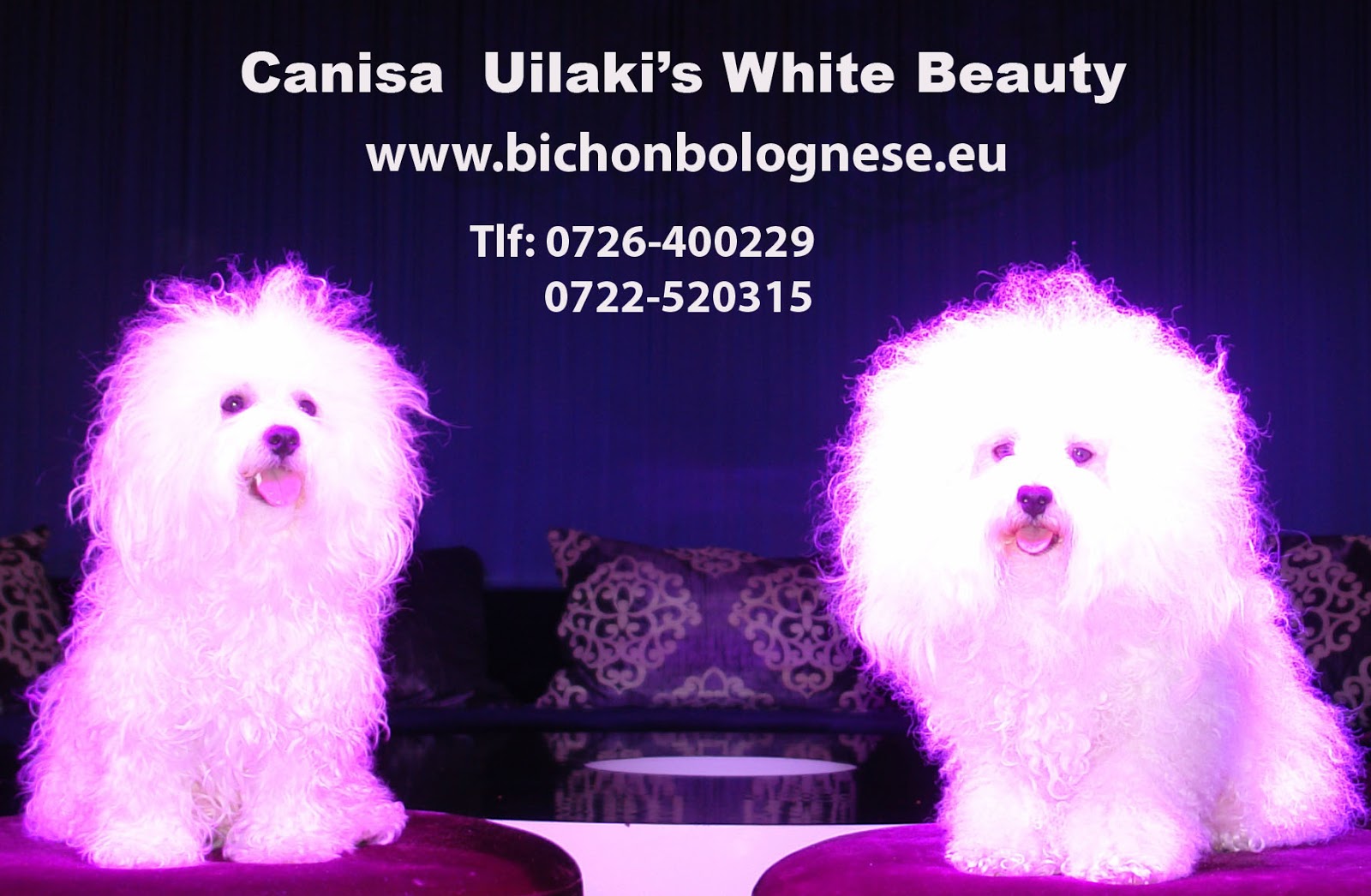 Bichon|Canisa Bichon Uilakis White Beauty, Canisa Bichon Bolognese ...