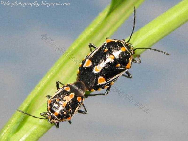 Painted Bug | Nature, Cultural, and Travel Photography Blog