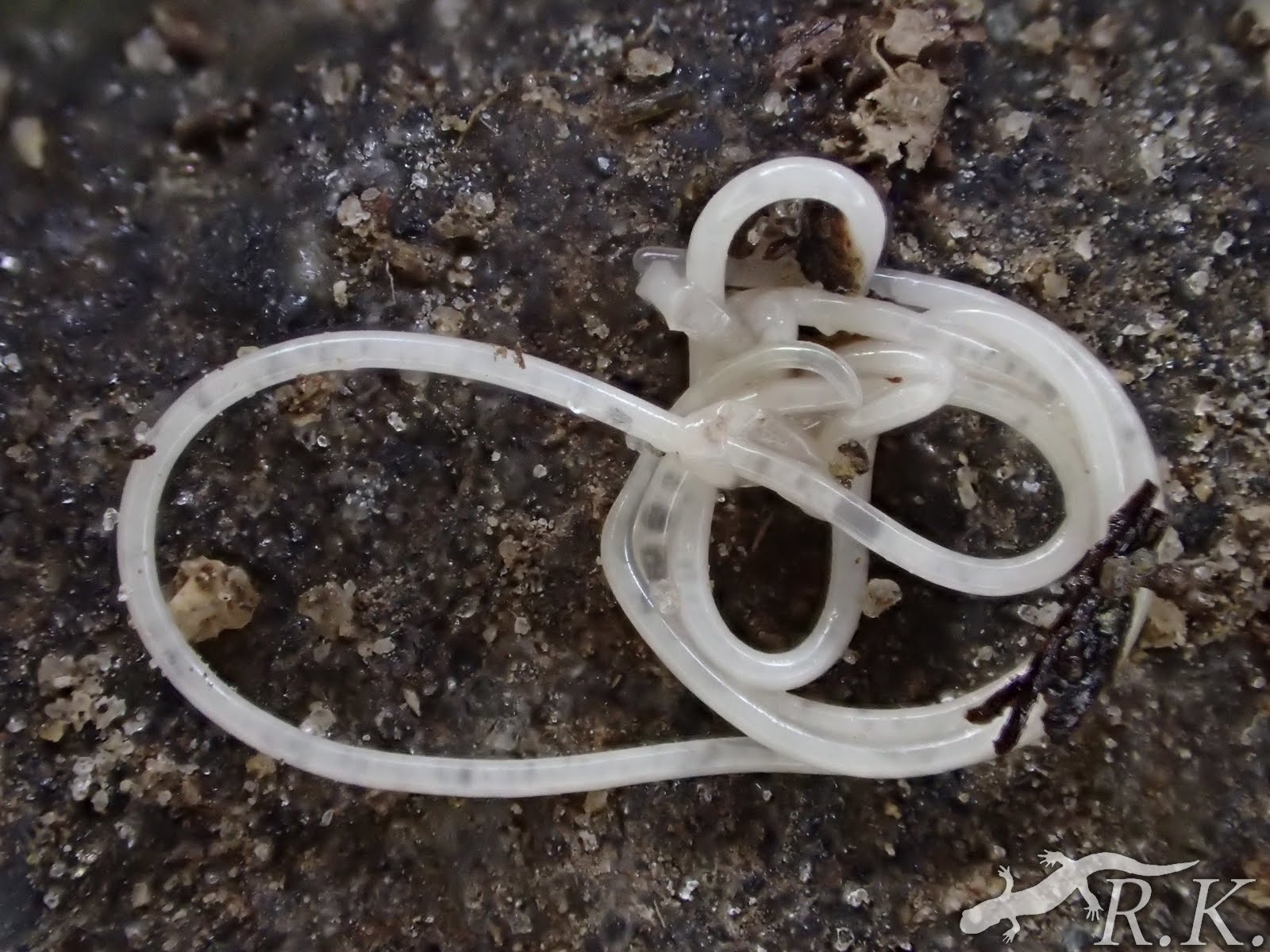 小さな隣人たちの世界: 線形動物門 Phylum Nematoda