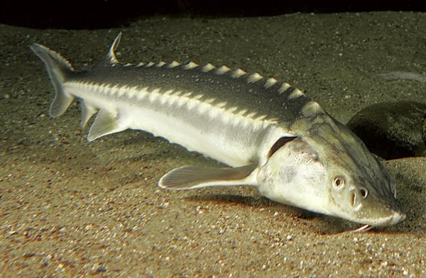 Pasiunea Pescuitului: Sturionii