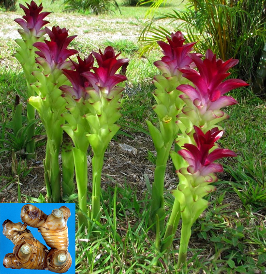 Zedoary (Ezhu)-Curcuma zedoaria-Curcuma aromatica-Curcuma kwangsiensis ...