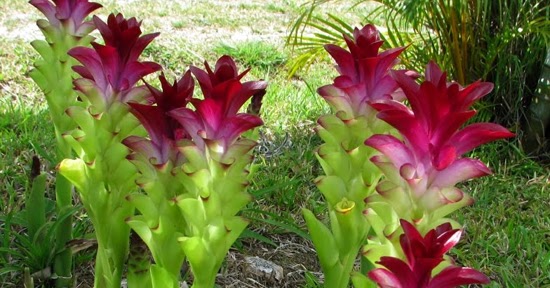 Zedoary (Ezhu)-Curcuma zedoaria-Curcuma aromatica-Curcuma kwangsiensis ...