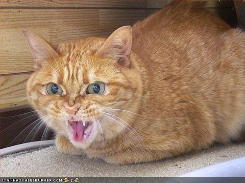 A Smile a Day: 7 Most Adorable Angry Cats