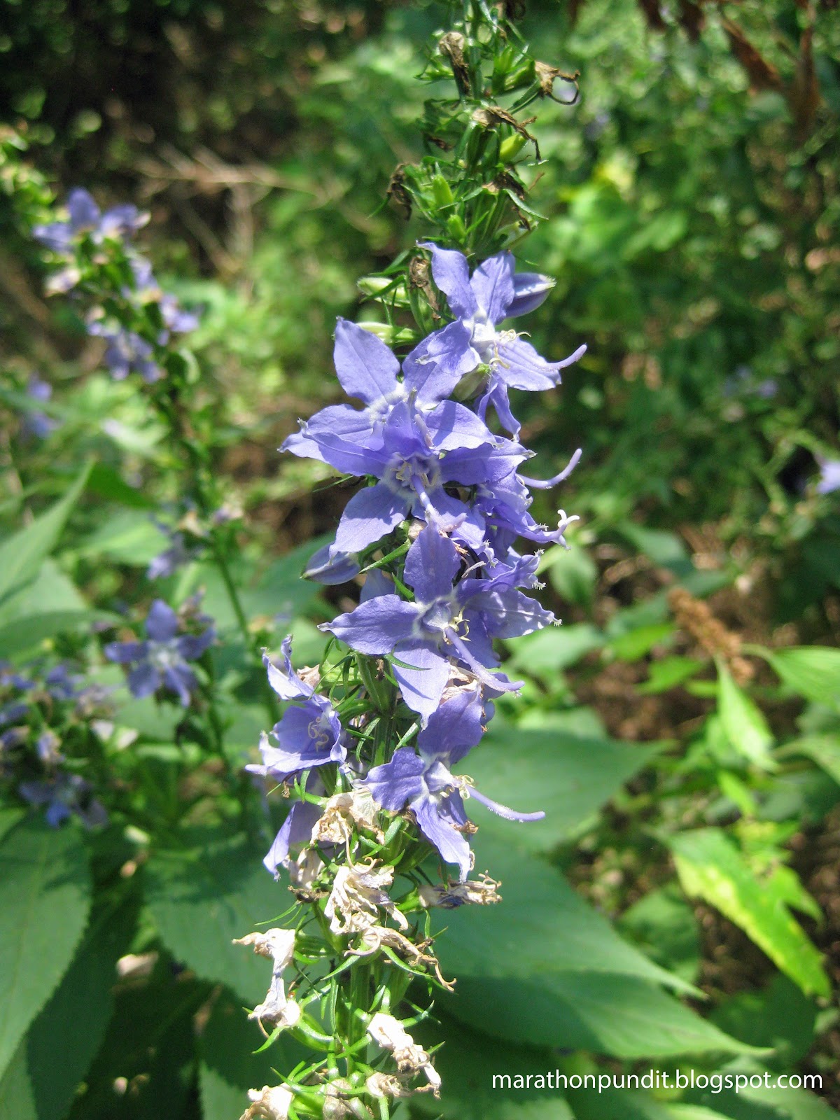 Marathon Pundit: American bellflowers in Des Plaines