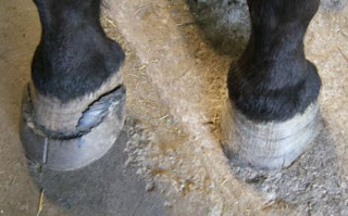 Connemara Pony Research into Hoof Wall Separation Disease (HWSD) : A ...