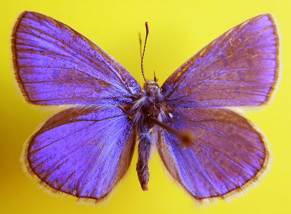 MARIPOSAS (BUTTERFLIES): Subfamilia POLYOMMATINAE Tribu POLYOMMATINI ...