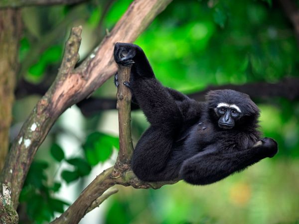 Gibbon | Wildlife | The Wildlife