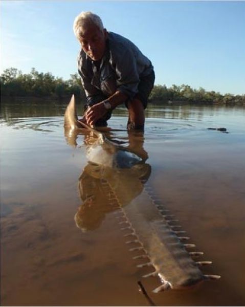 Mentes Imundas e Belas: Monstros dos rios por Jeremy Wade