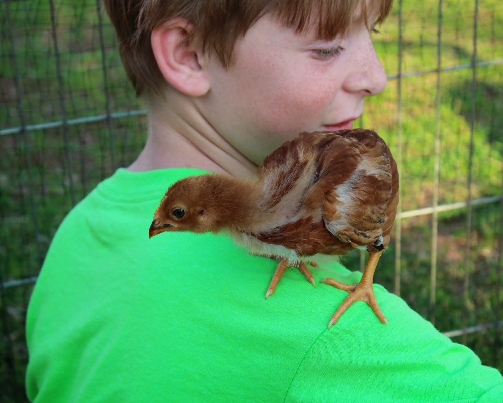 30dirtytoes: Chicken Trainers