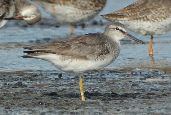 Bangkok City Birding: 12th July - Thailand Tattler