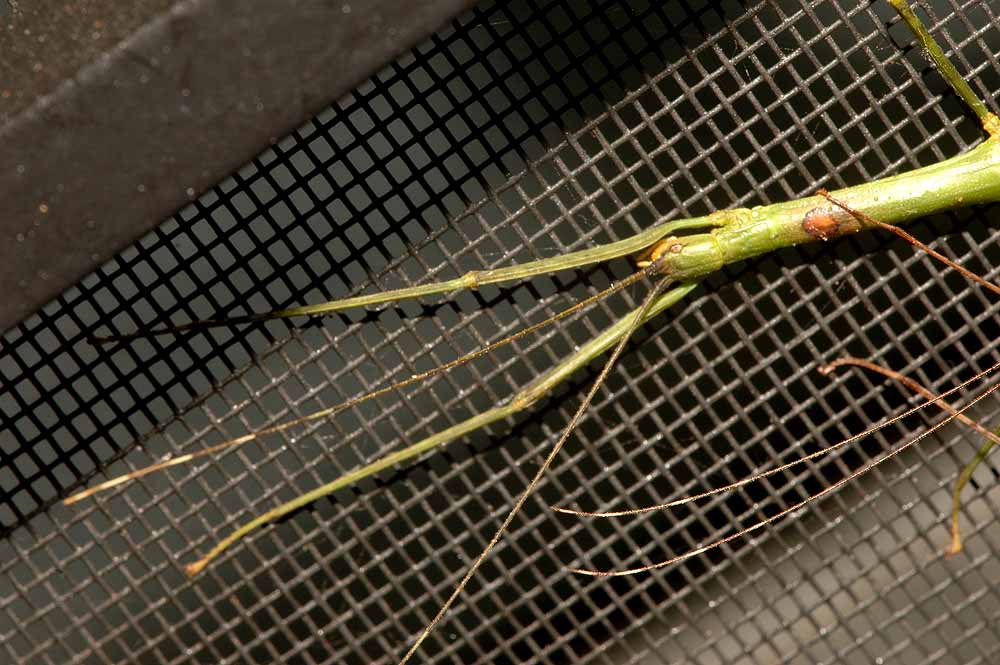 The Nature of Robertson: Stick Insects "Doing what comes natur'lly"