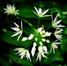 The Irish Food Guide by Zack Gallagher. News about Food and Food ...