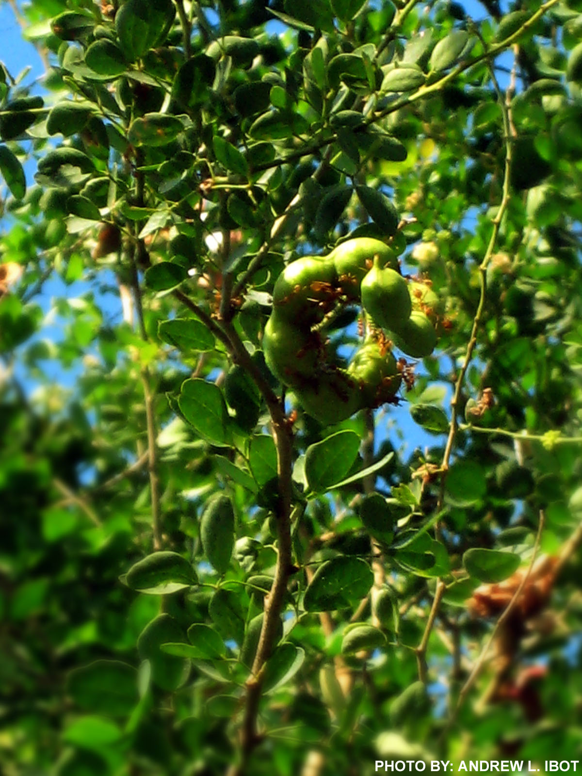 Ako si ANDREW IBOT!: Kamatsile - Halamang Gamot / Herbal Medicine