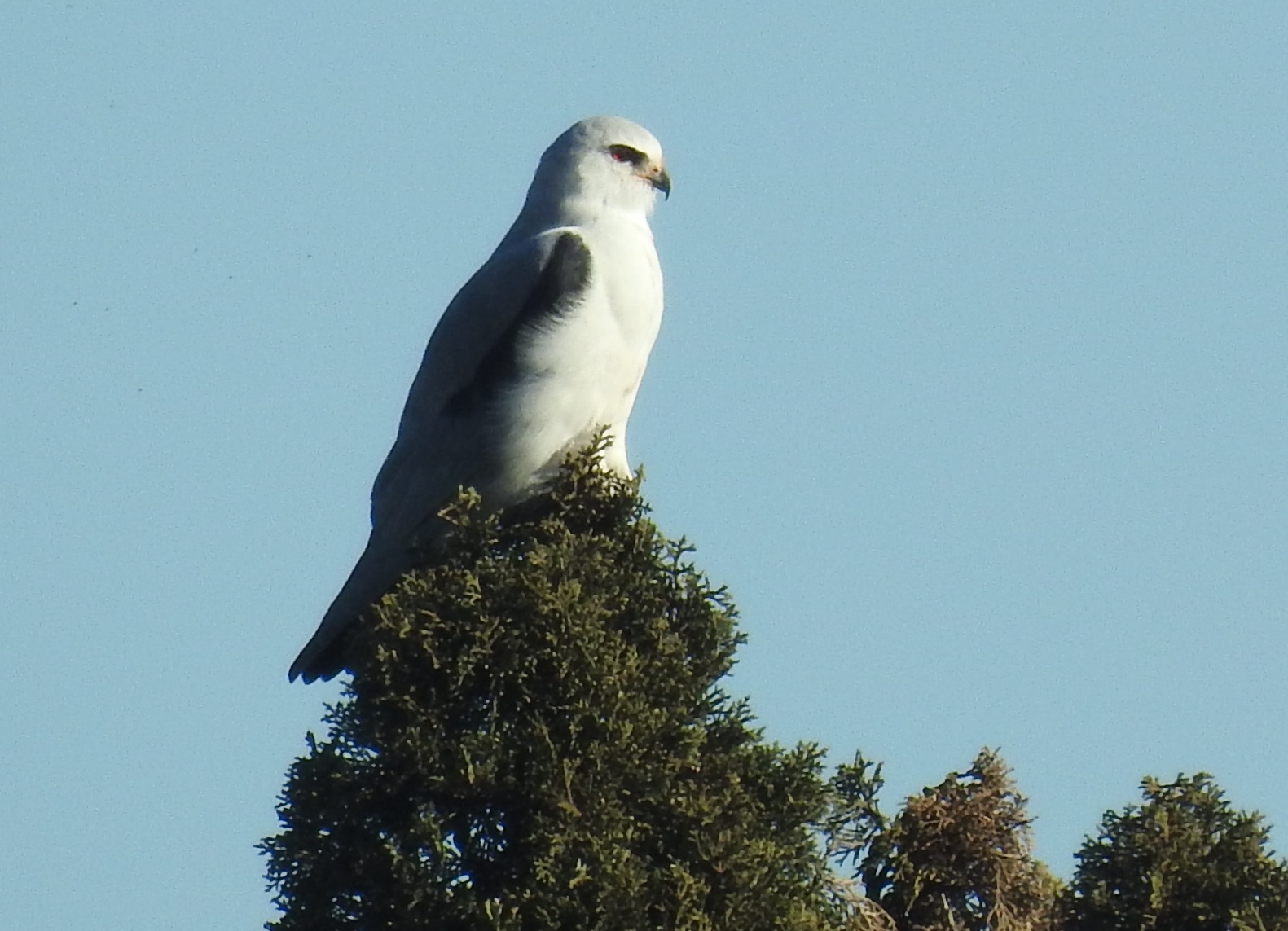 Gaviotas y Pardelas: SIDI BOUGHABA
