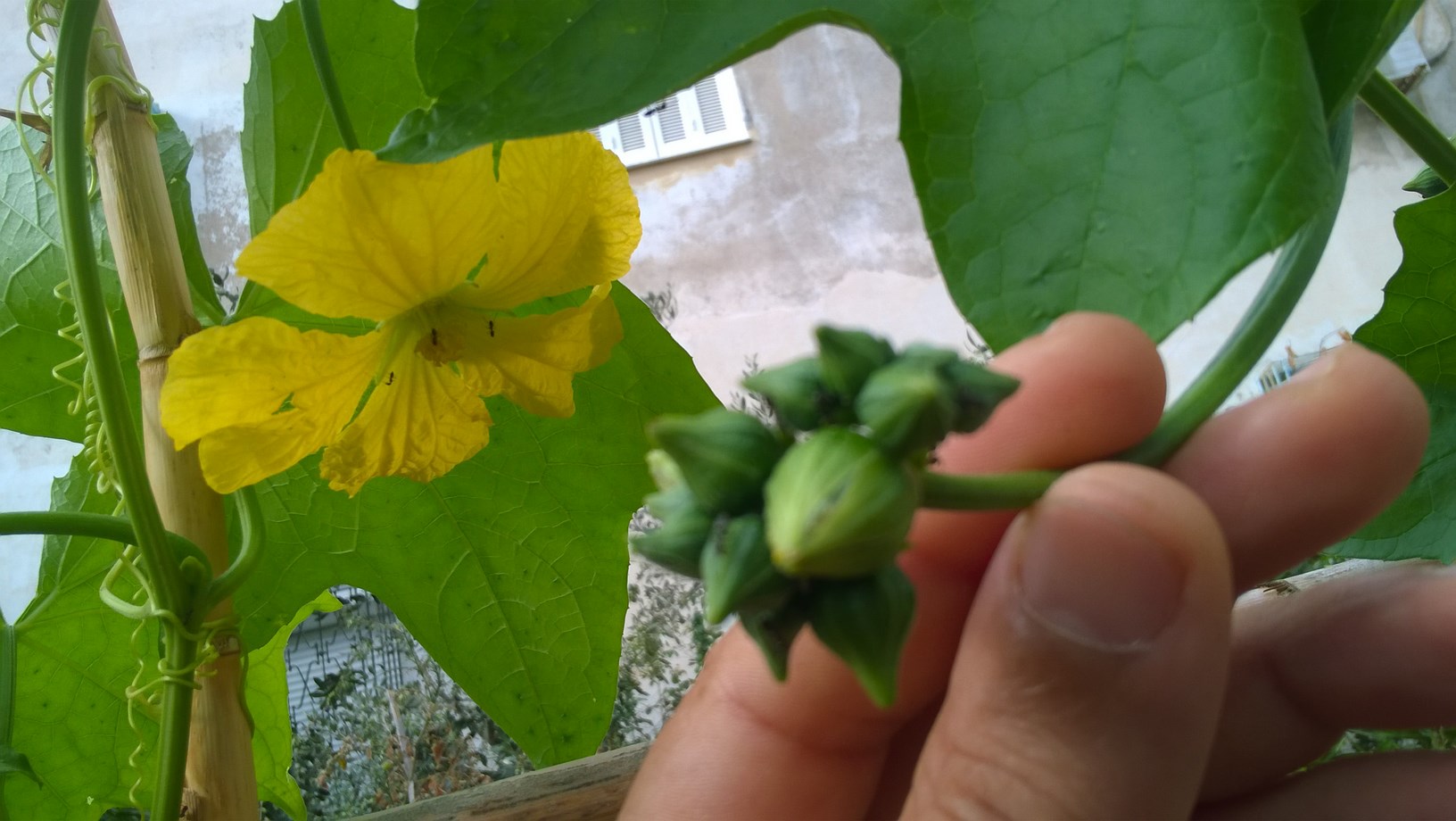 How To Grow Luffa Sponge