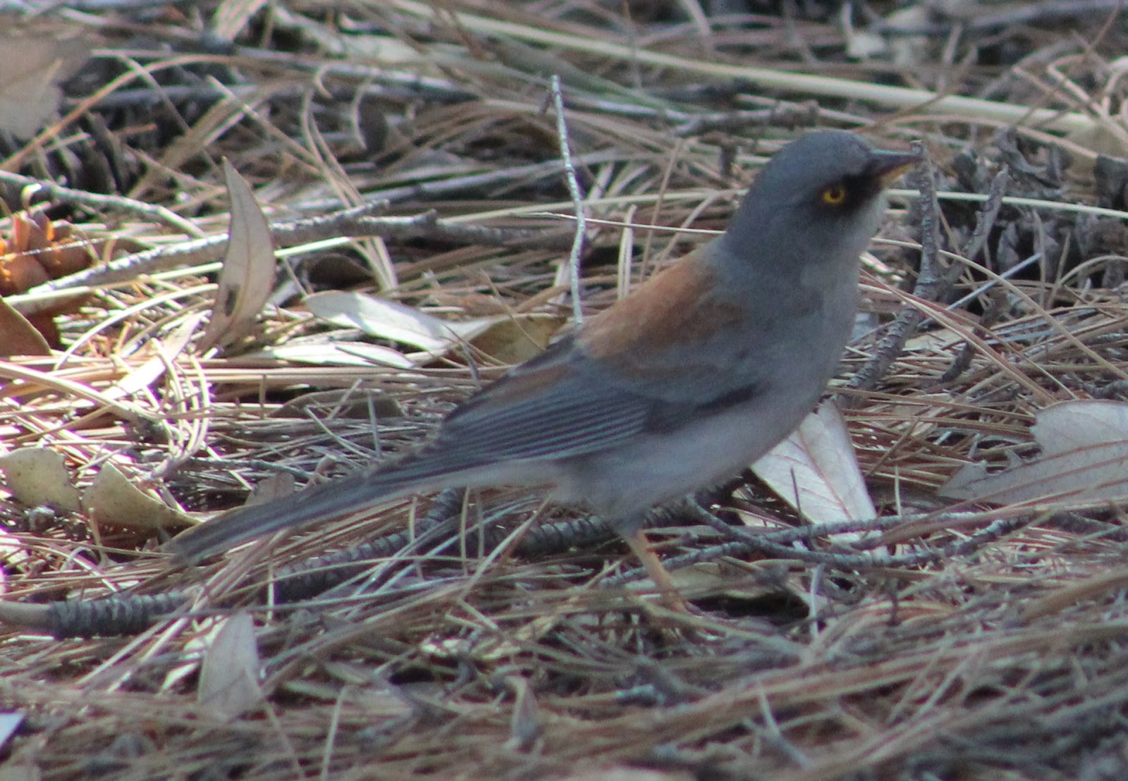 Tommy D's Birding Expeditions: What Happens in Southeastern Arizona