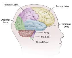 Life Lessons with Lane: A Lesson on Colpocephaly