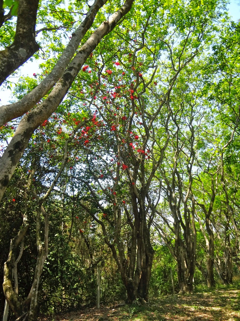 Parque Ecológico de Barueri (ex-Parque Ecológico do Tietê - Núcleo Ilha ...