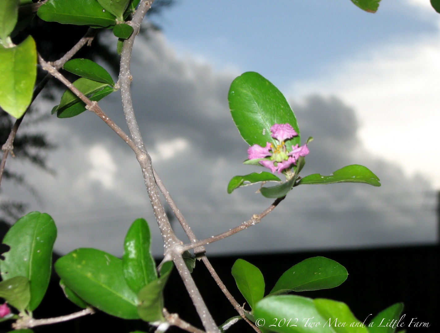 Two Men and a Little Farm: WE HAVE BARBADOS CHERRIES