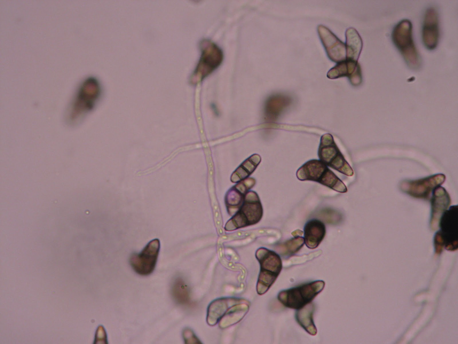 Charity Owings' PLPA 631 Blog: Lab 5