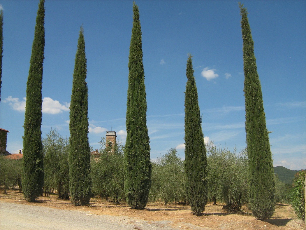 Cipreste (Cupressus sempervirens)
