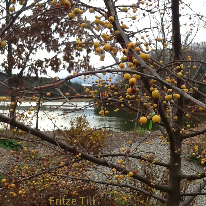 The Meditative Gardener: Golden Raindrops