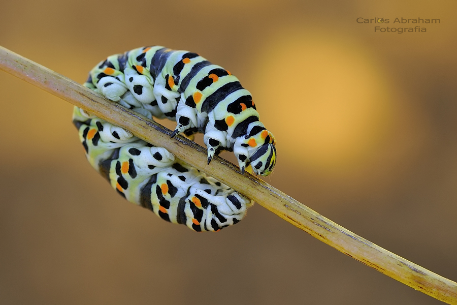 CARLOS ABRAHAM FOTOGRAFÍA: Papilio sin alas
