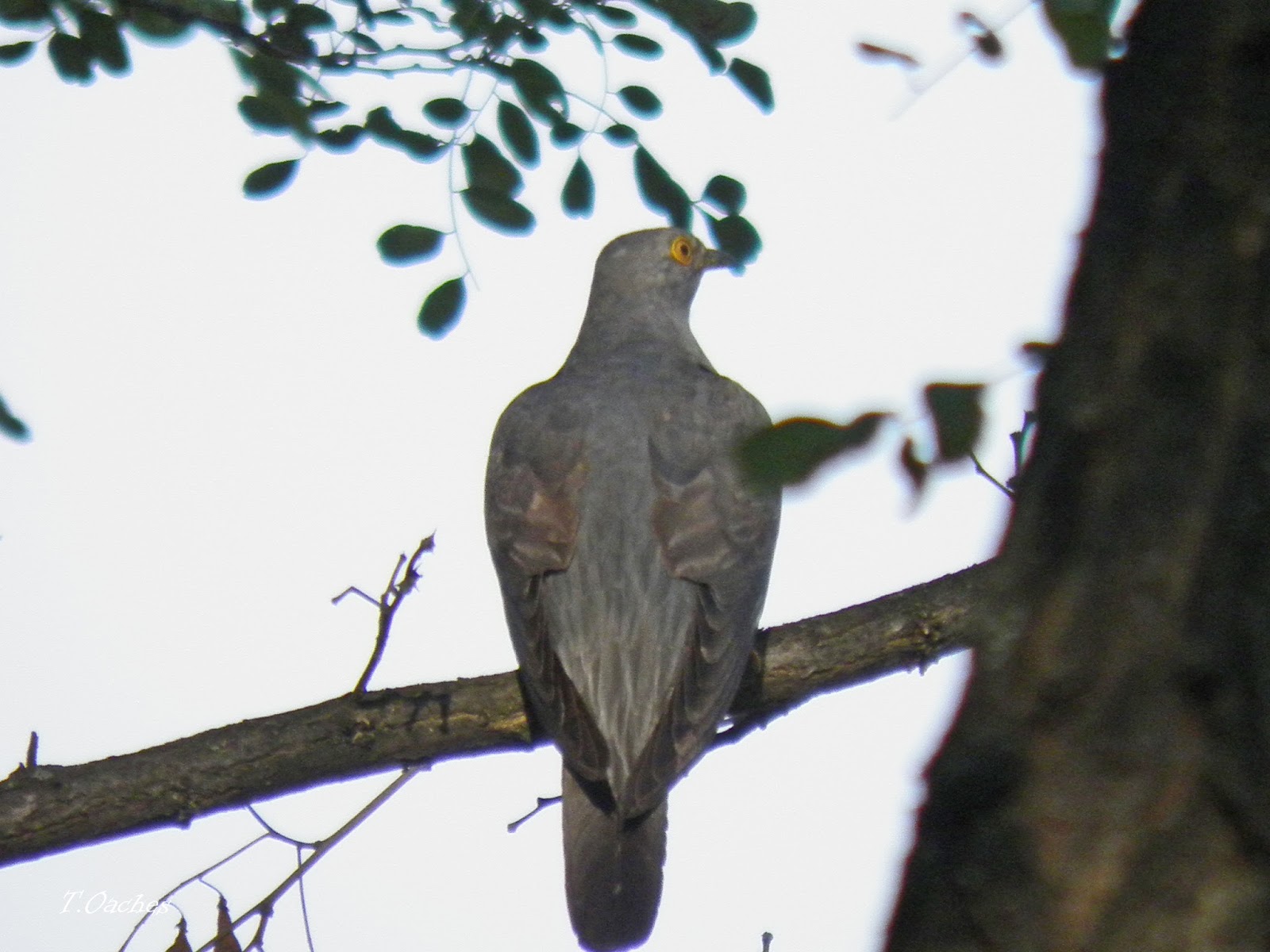 PASARI DIN ROMANIA: CUCUL (2), Cuculus canorus
