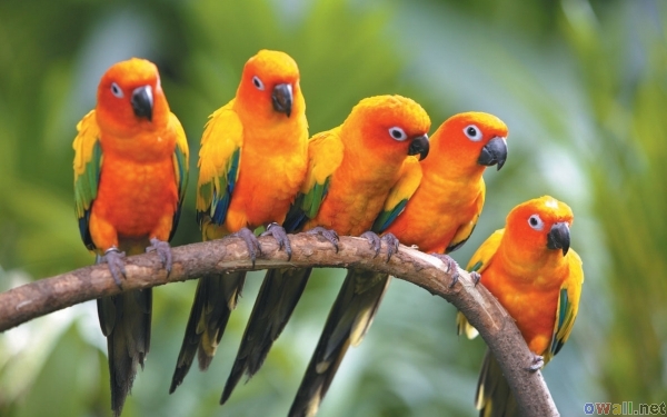 Parrots | Animals Library