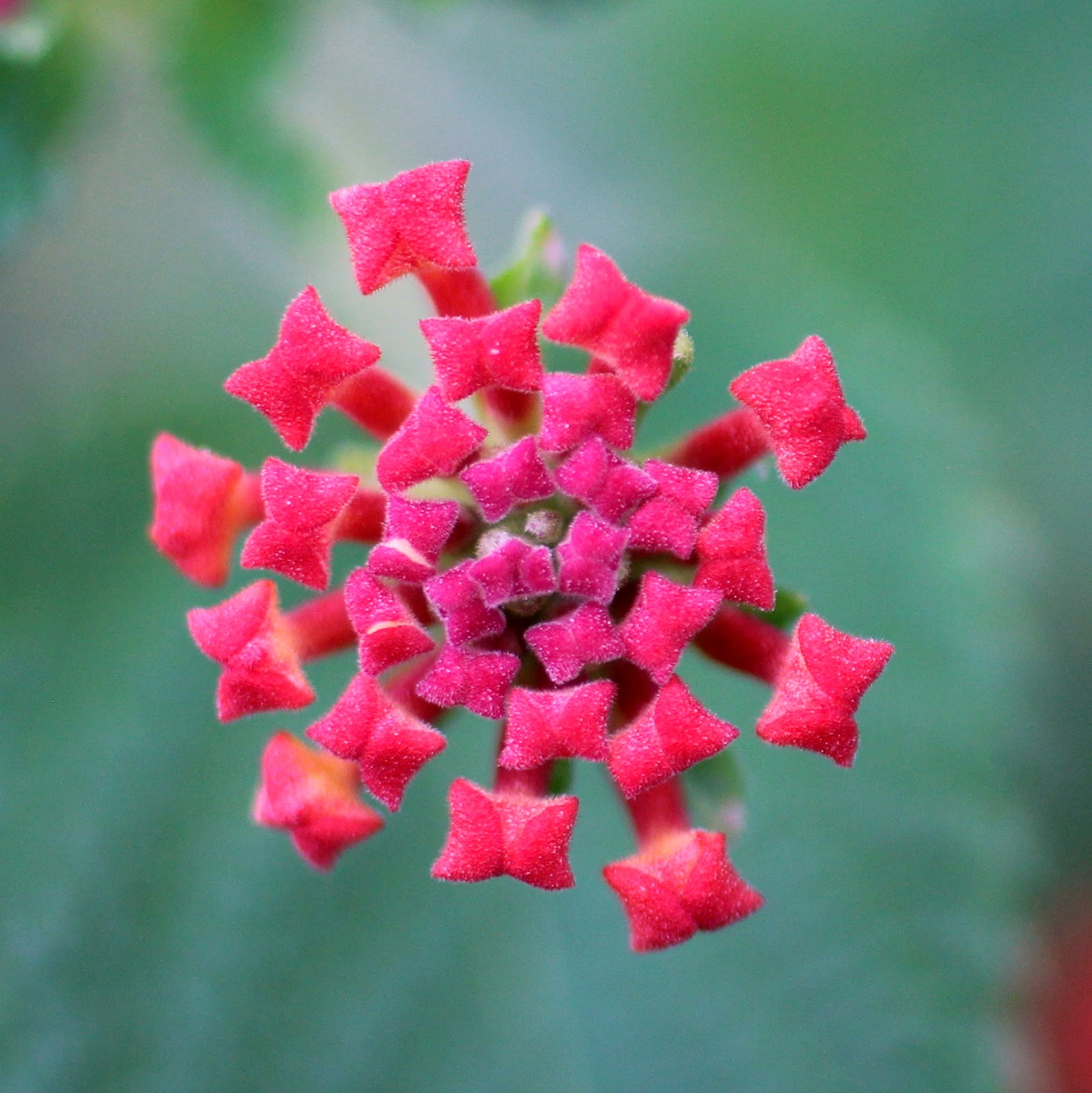 life in the AZ desert