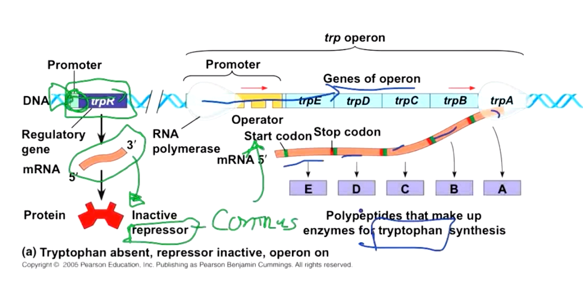 Honors Biology : 11/11 (Make a Wish) The Operon System