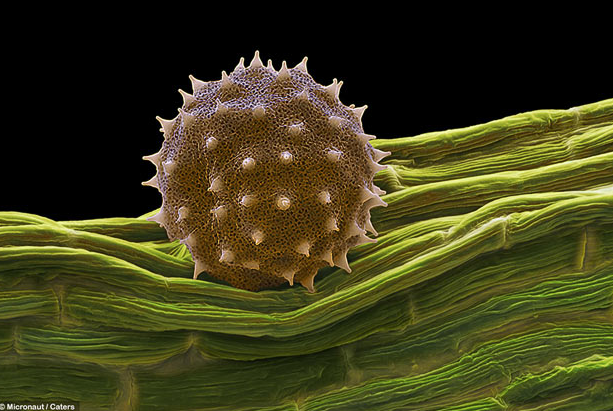 kelly kelly show-up: Pollen Under an Electron Microscope