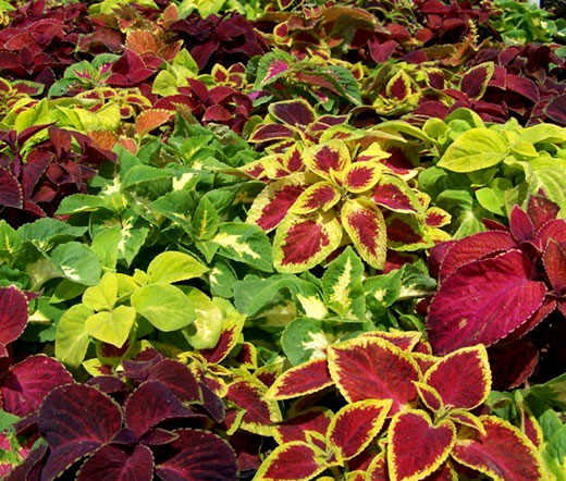 Garden Dream: Most Colorful Foliage: Caladiums and Coleus