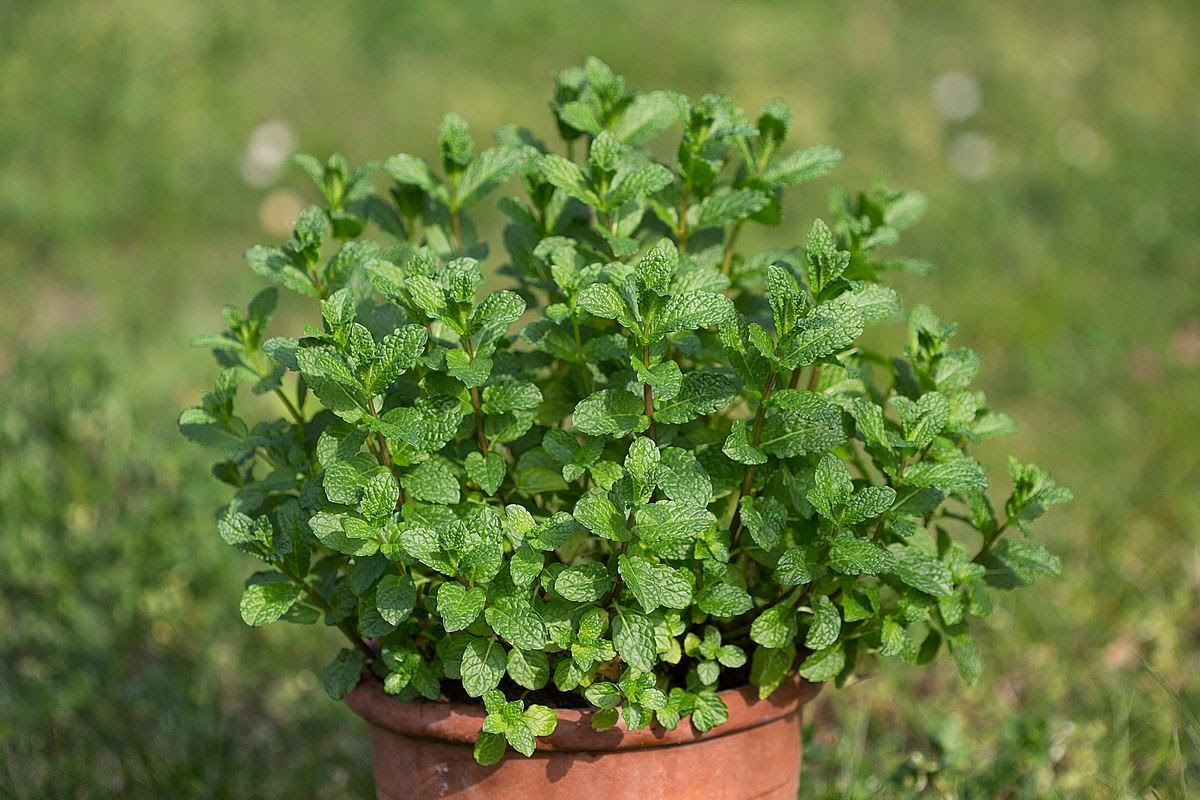 Leggendo in cucina: La menta, anzi, le mente