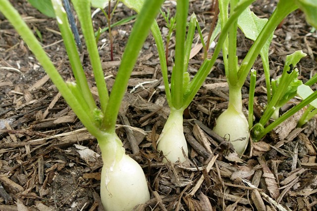 Cara menanam tanaman lobak di kebun - Cara Petani Budidaya