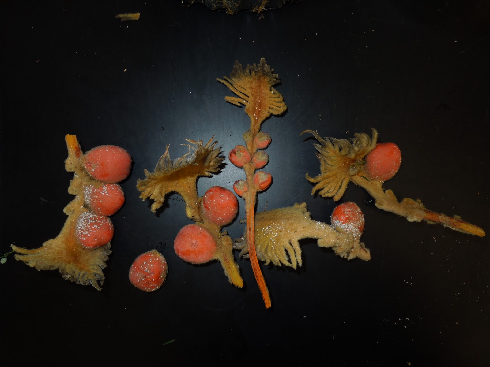 UF BOT 2710: Practical Plant Taxonomy: Lab 6: GYMNOSPERMS (Cycads ...