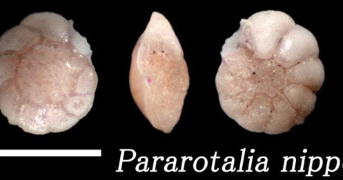 Variety of Life: Rotaliidae