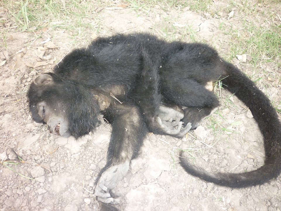 GUARDA FAUNA RECONQUISTA STA FE : MONO ENCONTRADO MUERTO EN LAS CALLES ...