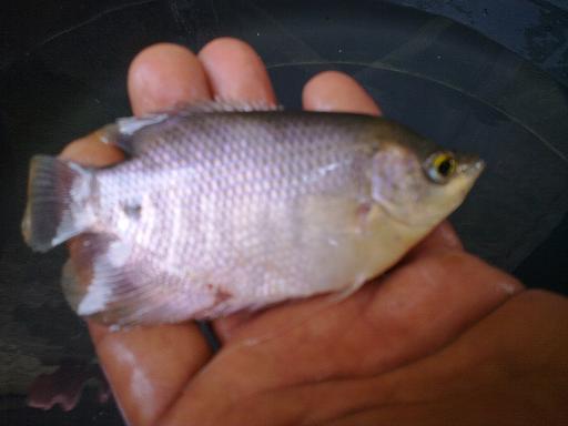 Fish Gourami, Tilapia and other Species: Fish Farm and Hobby Fishing